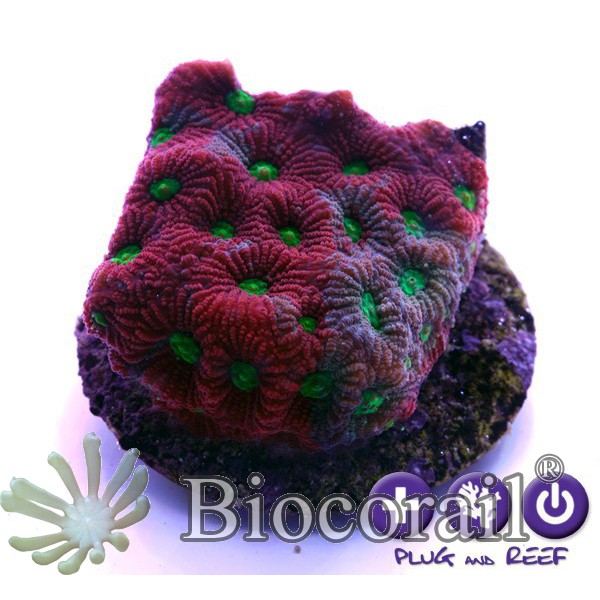 Favites sp. - Biocorail