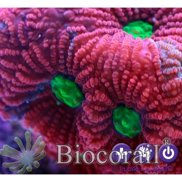 Favites sp. - Biocorail