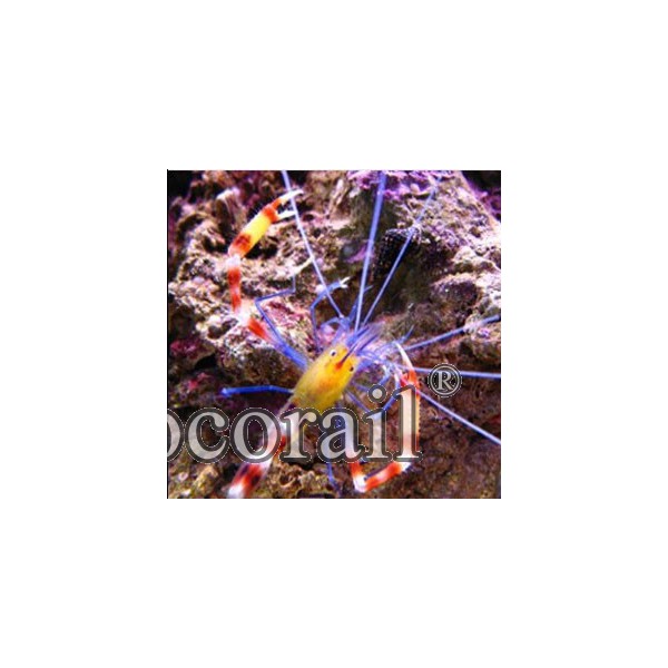 Stenopus cyanoscelis – M - Biocorail