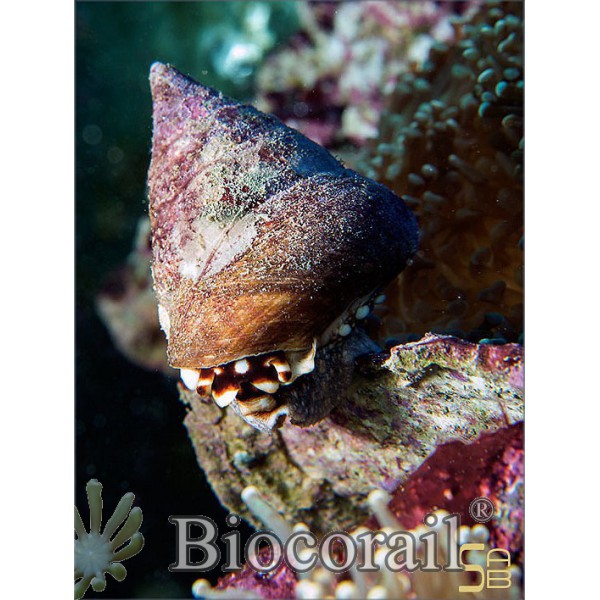 Tectus conus – L - Biocorail