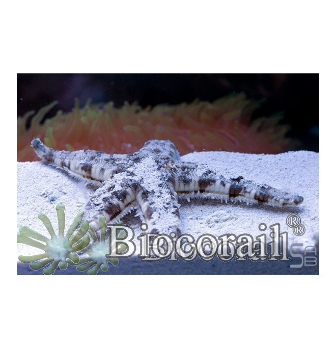 Archaster typicus – S - Biocorail