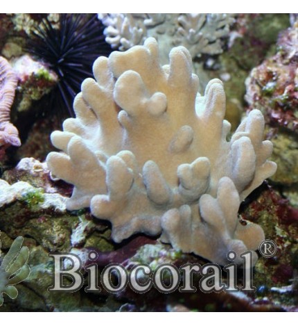 Sinularia sp – M - Biocorail