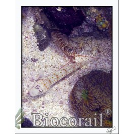 Alpheus bellulus – S - Biocorail
