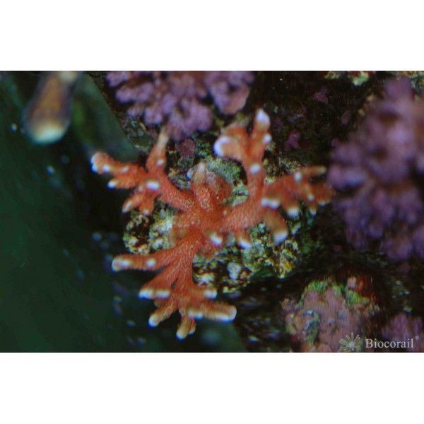 Montipora digitata orange rouge taille M - Biocorail