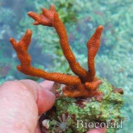 Montipora digitata orange rouge taille M - Biocorail