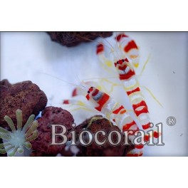 Alpheus randalli – L - Biocorail