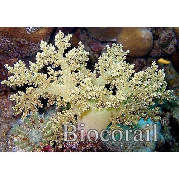 Litophyton / Nepthea sp – M - Biocorail